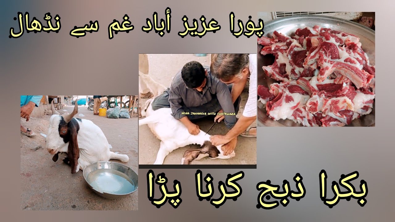 bakra zibah krna pargaya ll sab ghar wale bohat roey ll pora Azizabad ...