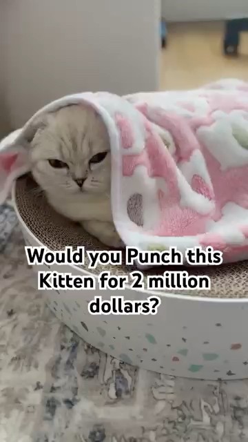 Punch Kitten 2 million 🤑 $ #funny #comedy #scottishfold #cutecat #punch ...