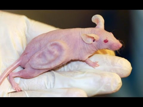 Top 10 Experiments That Have Created Real Human Animal Hybrids - YouTube