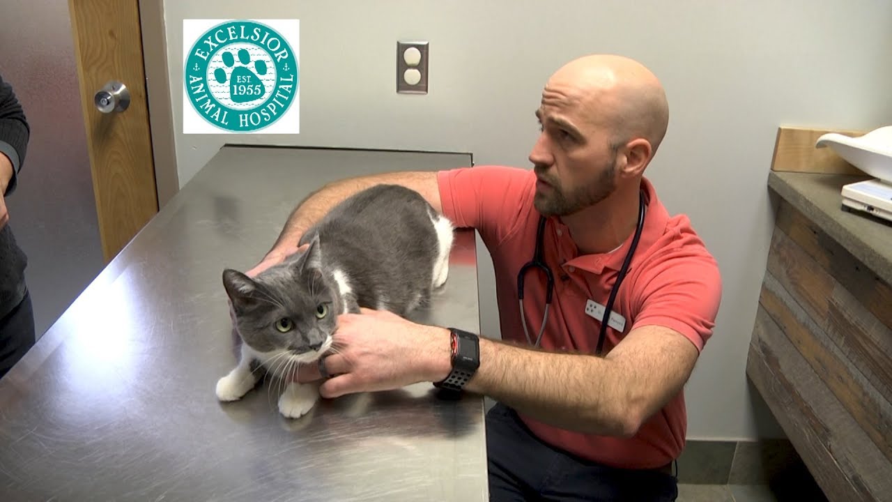 The Pulse: March 2018 (Excelsior Animal Hospital) - YouTube