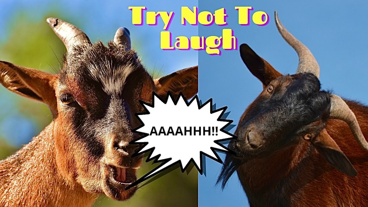 FUNNY GOATS SCREAMING 2023 | TikTok Try Not To Laugh Compilation - YouTube