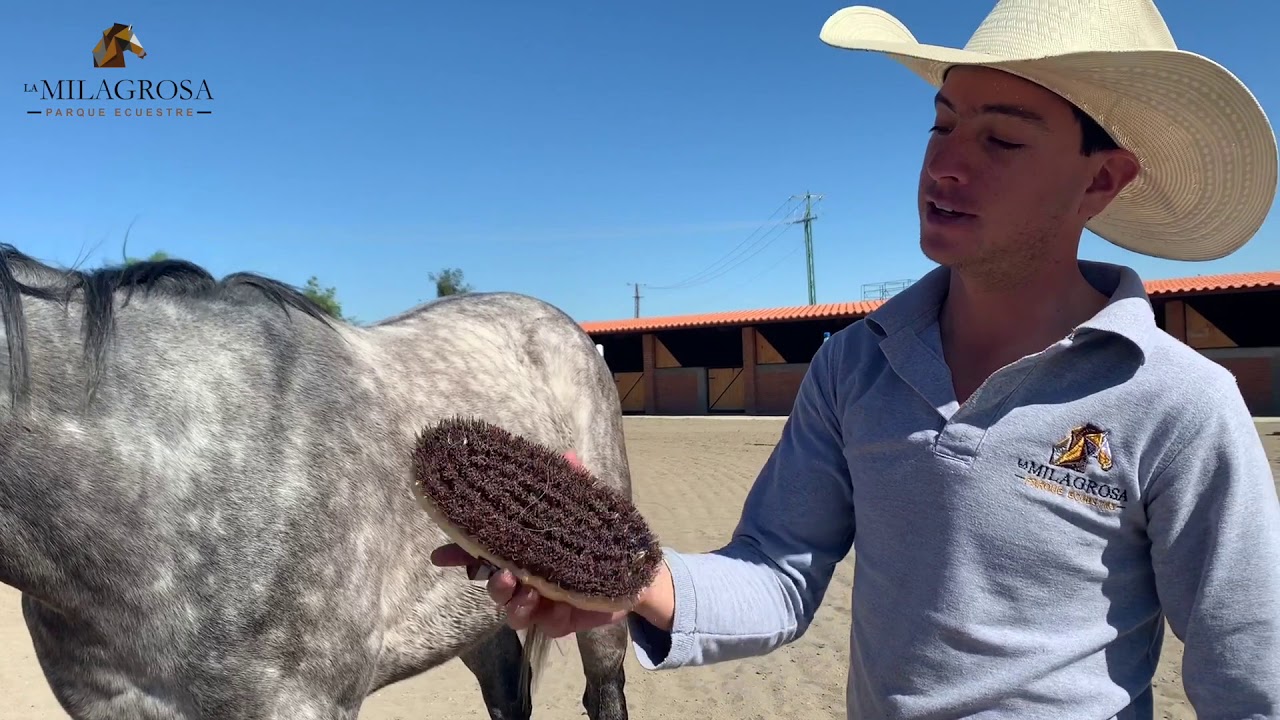 Como cepillar a un caballo - YouTube