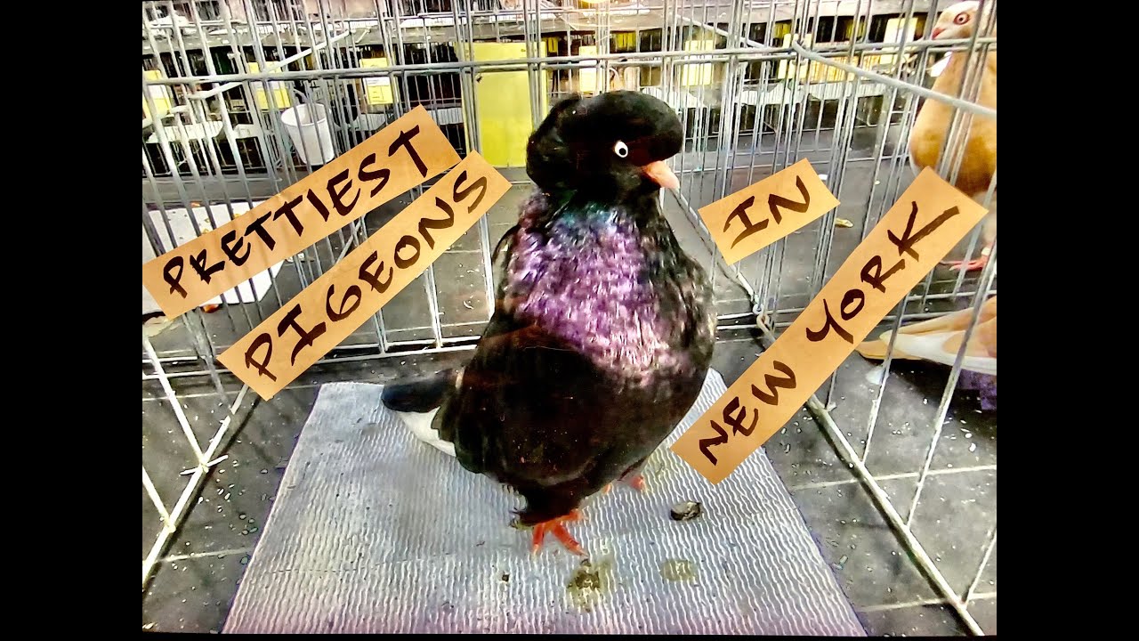 Big Apple Pigeon Show NY 2021 - YouTube