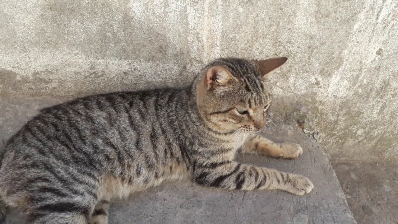 Chat tigré - YouTube