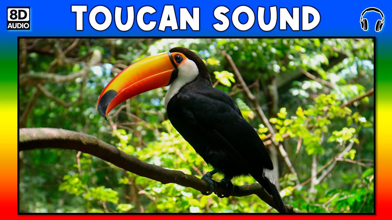 🐦 TOUCAN SOUND - TOUCAN SOUND EFFECT - SOUND OF TOUCAN - NOISE OF ...