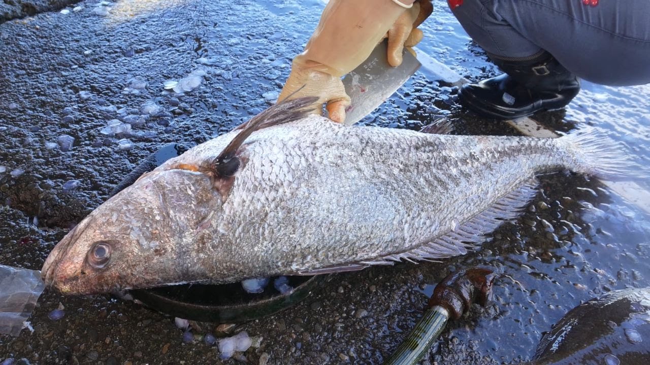 Super Perfect Miichthys miiuy Cutting Skills - Taiwan traditional fish ...