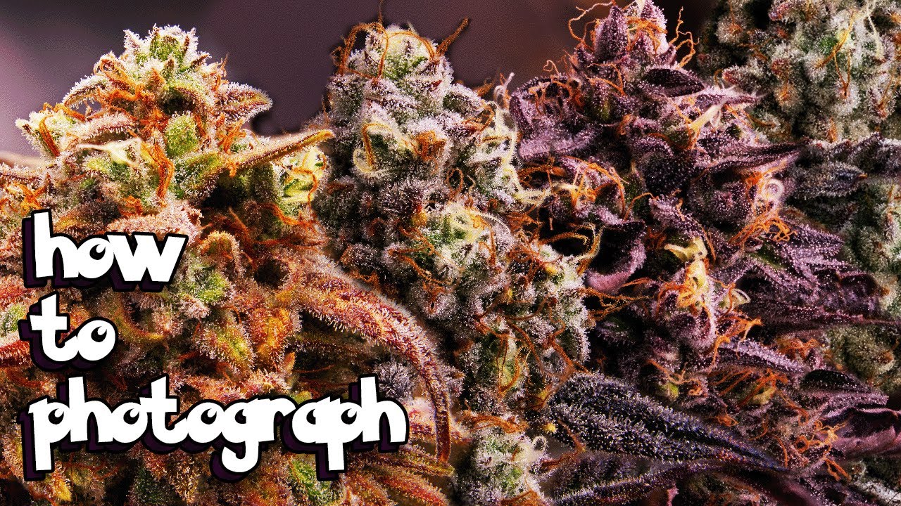 How to PHOTOGRAPH WEED EASY ANY CAMERA!!! - MACROS LIKE ERIC NUGSHOTS ...