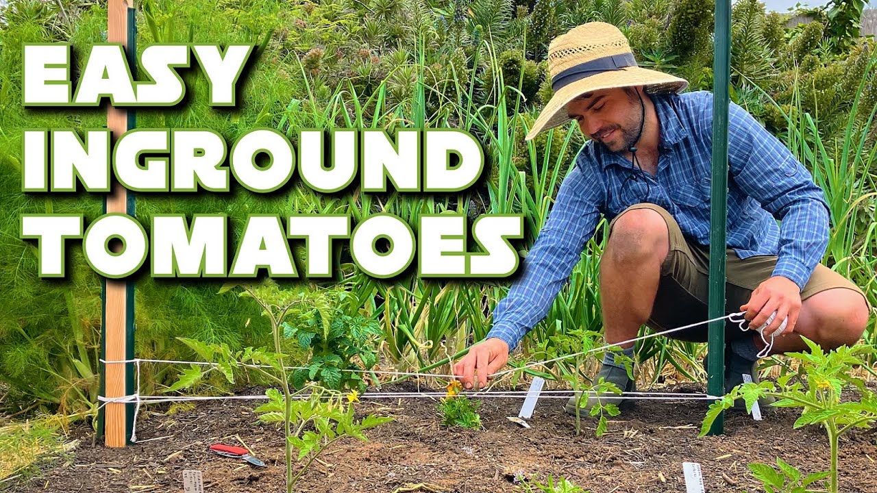 Tomato Florida Weave | The EASIEST Tomato Trellis You Ever Built - YouTube