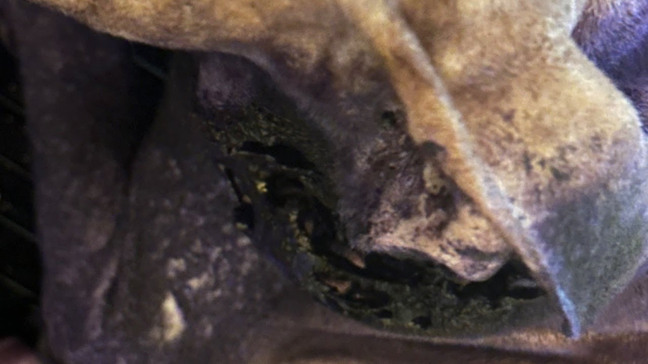 🔴(LIVE) SAVING A STRAY DOGS LIFE REMOVING 1000’S OF MAGGOTS! - YouTube