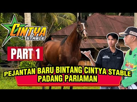 Pejantan Baru BINTANG CINTYA Padang Pariaman. Semoga Bisa Cetak Anak Kuda Pacu Terbaik 