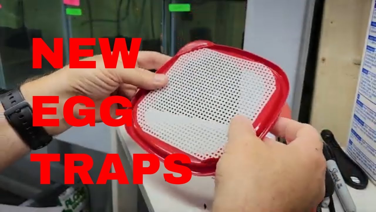 Making Egg Traps for Egg Scattering Fish - YouTube