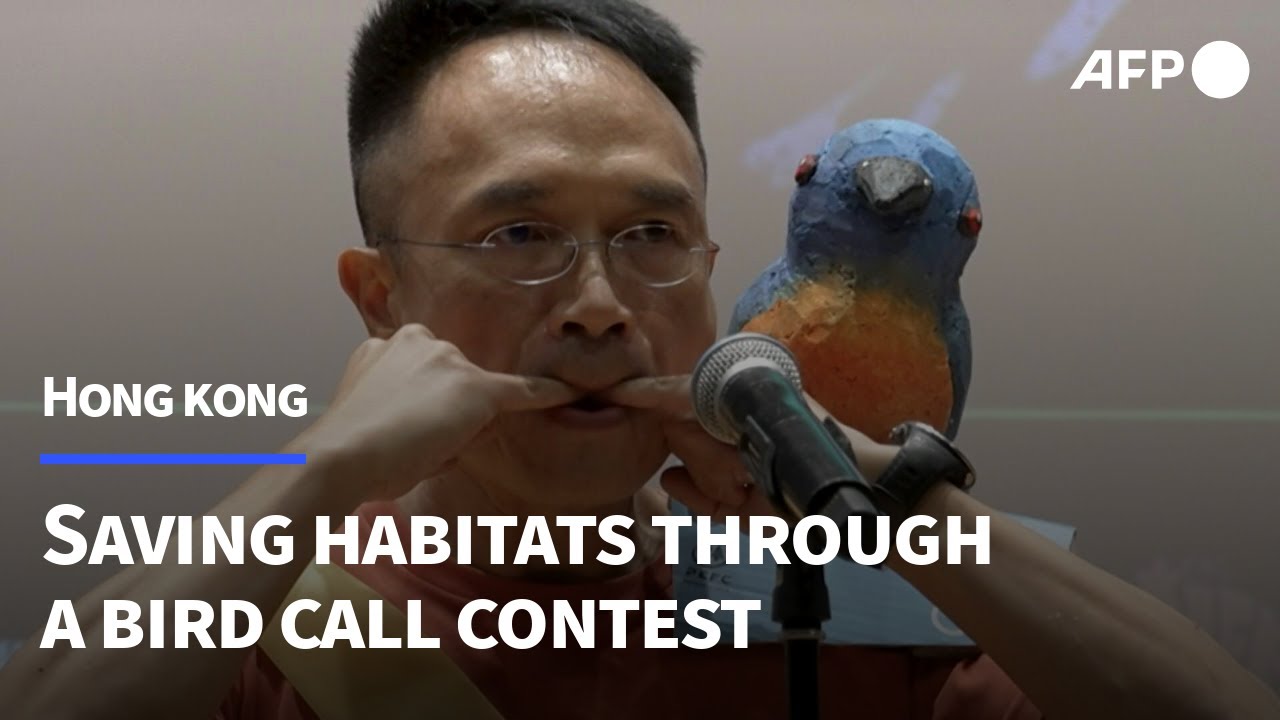 Bird call contest seeks to boost conservation awareness in Hong Kong ...
