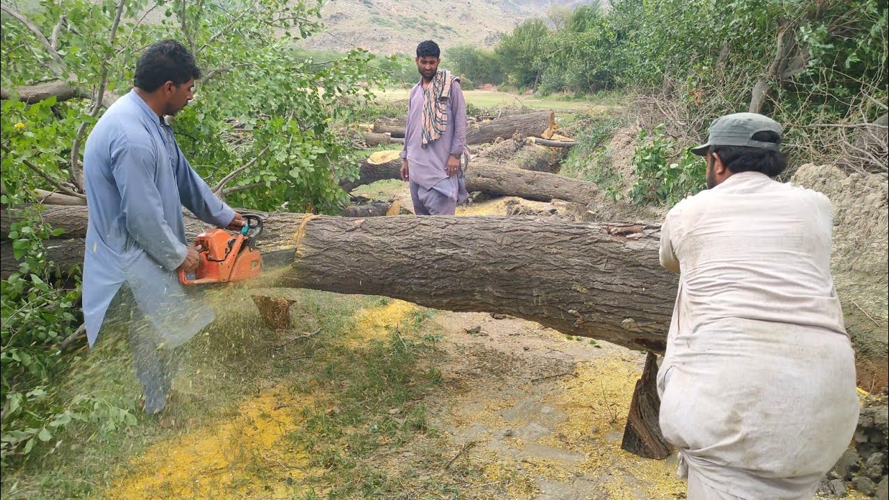 Fastest Trees Cutting Technique | Tree Cutting By Chainsaw | Wood ...