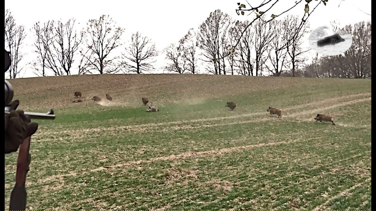 Wild boar driven hunting in December 2018 - best moments #1 - YouTube