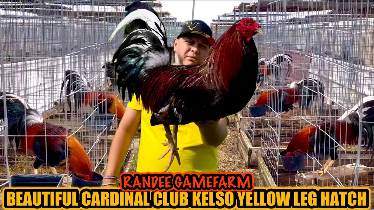 Beautiful Cardinal Club Kelso Yellow Leg Hatch ~ RANDEE GAMEFARM - YouTube
