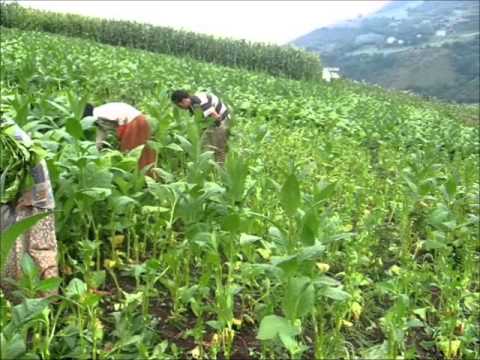 Trabzon Tütüncülüğü #tütün