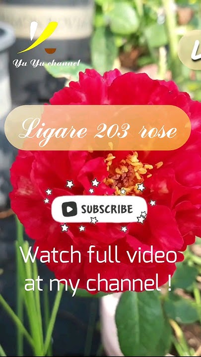 Review Ligare 230 rose #rose #short - YouTube