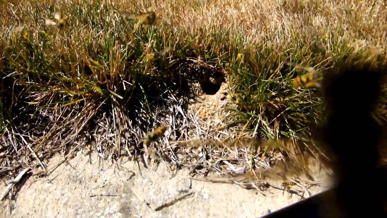 Yellow Jackets Attack Camera in Swarm - YouTube