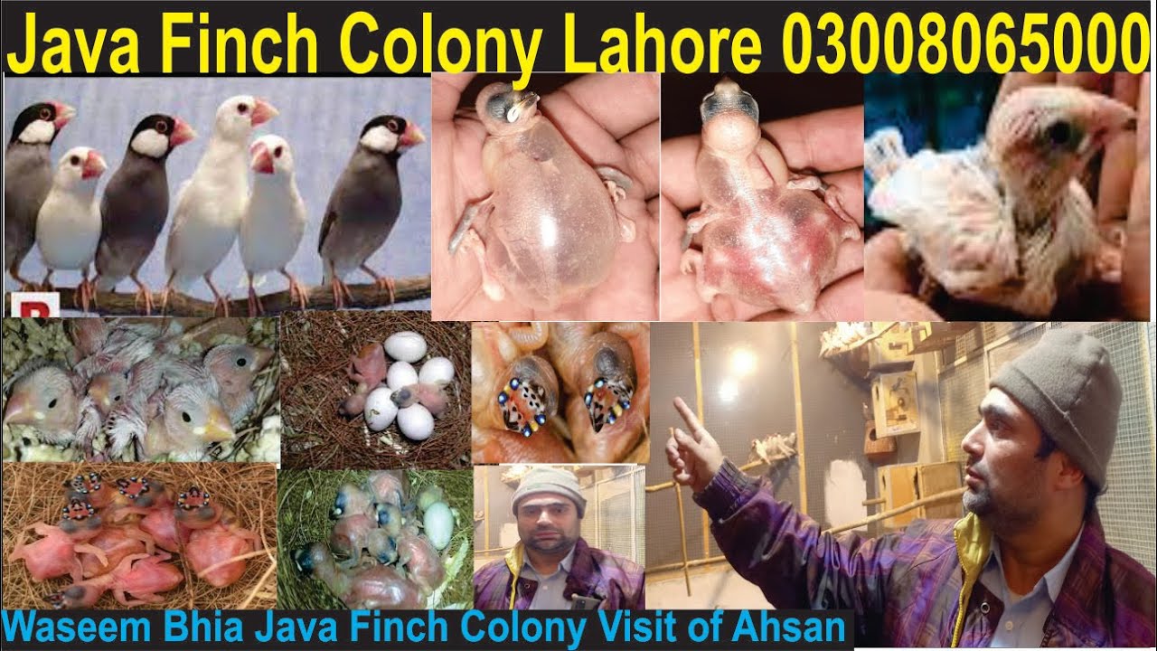 Finches Colony Update|New java Finches in My Colony 2021.finch breeding colony setup visit of ...