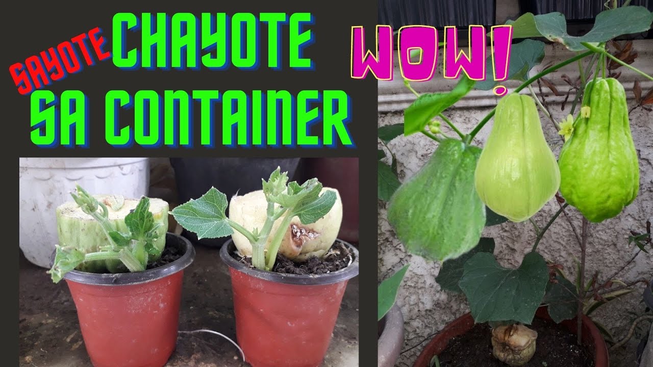 PAANO MAGTANIM NG SAYOTE SA PASO/CHAYOTE IN A CONTAINER - YouTube