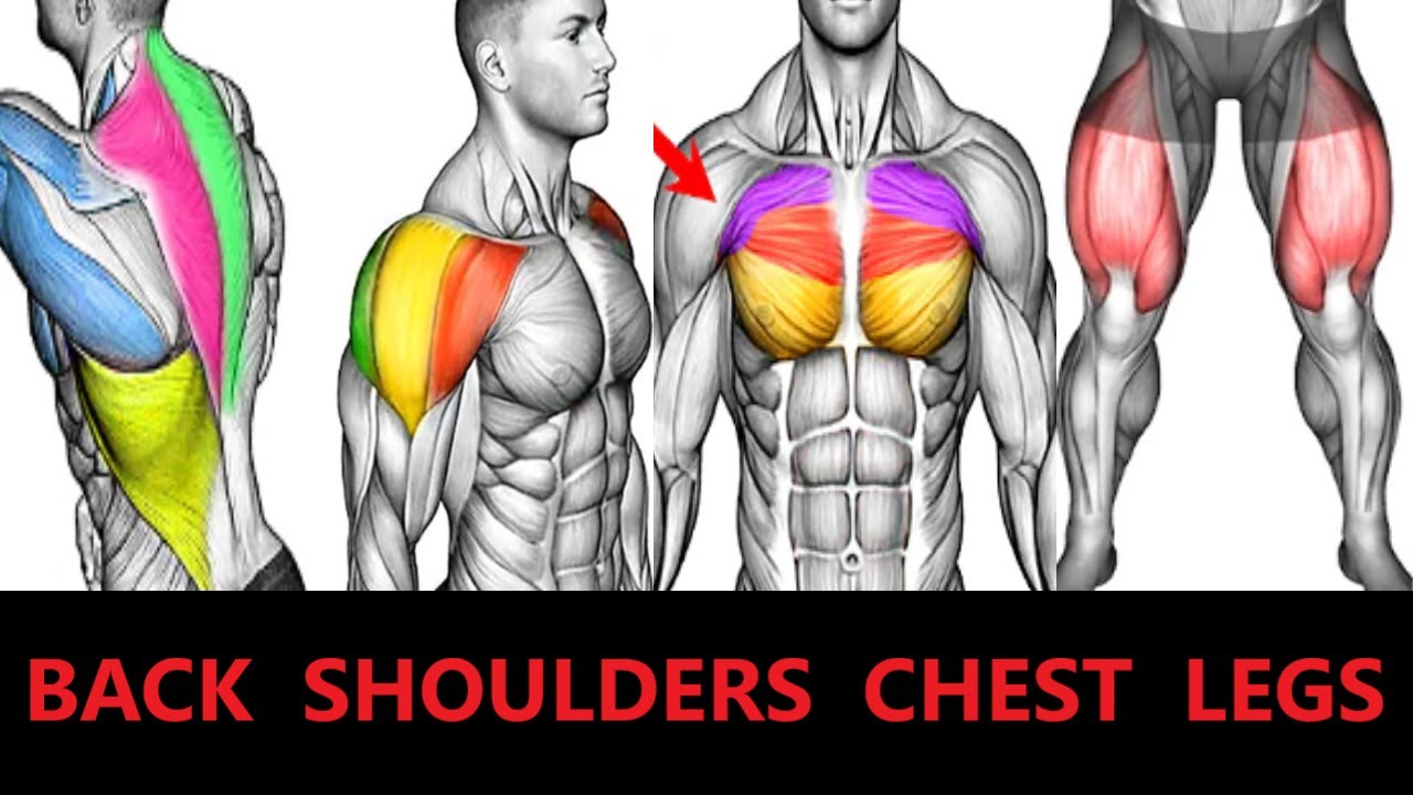 BACK CHEST LEGS SHOULDERS WORKOUT FOR MUSCLE GROWTH - YouTube