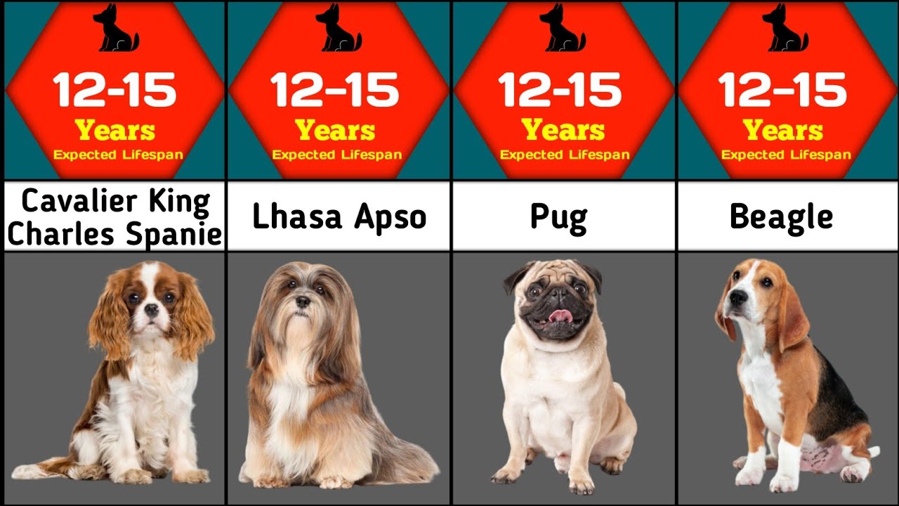 Smallest Dog Breeds Lifespan | Lifespan Of Smallest Dog Comparison ...