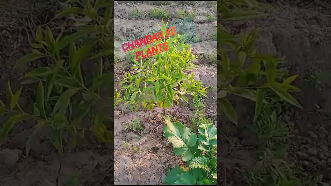 chandan ke plant me achchi growth ke liye kya kare#farming #farmingtips ...