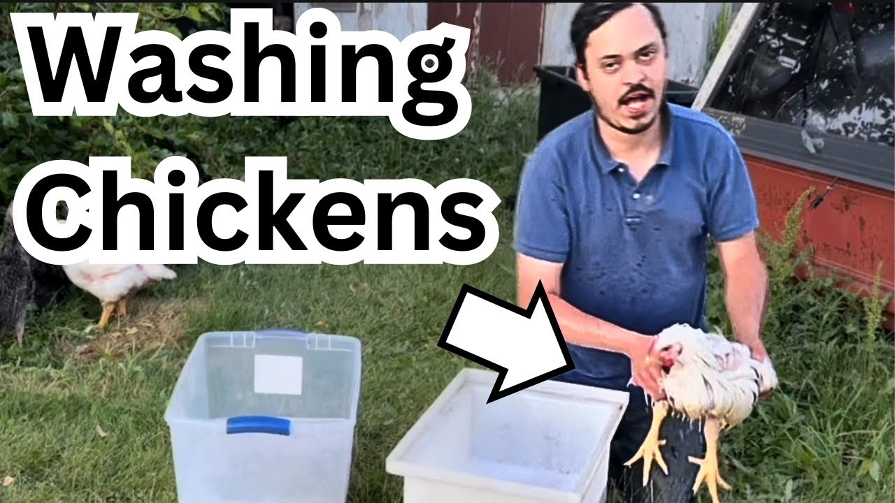 How to CLEAN your broiler CHICKENS for the fair - YouTube