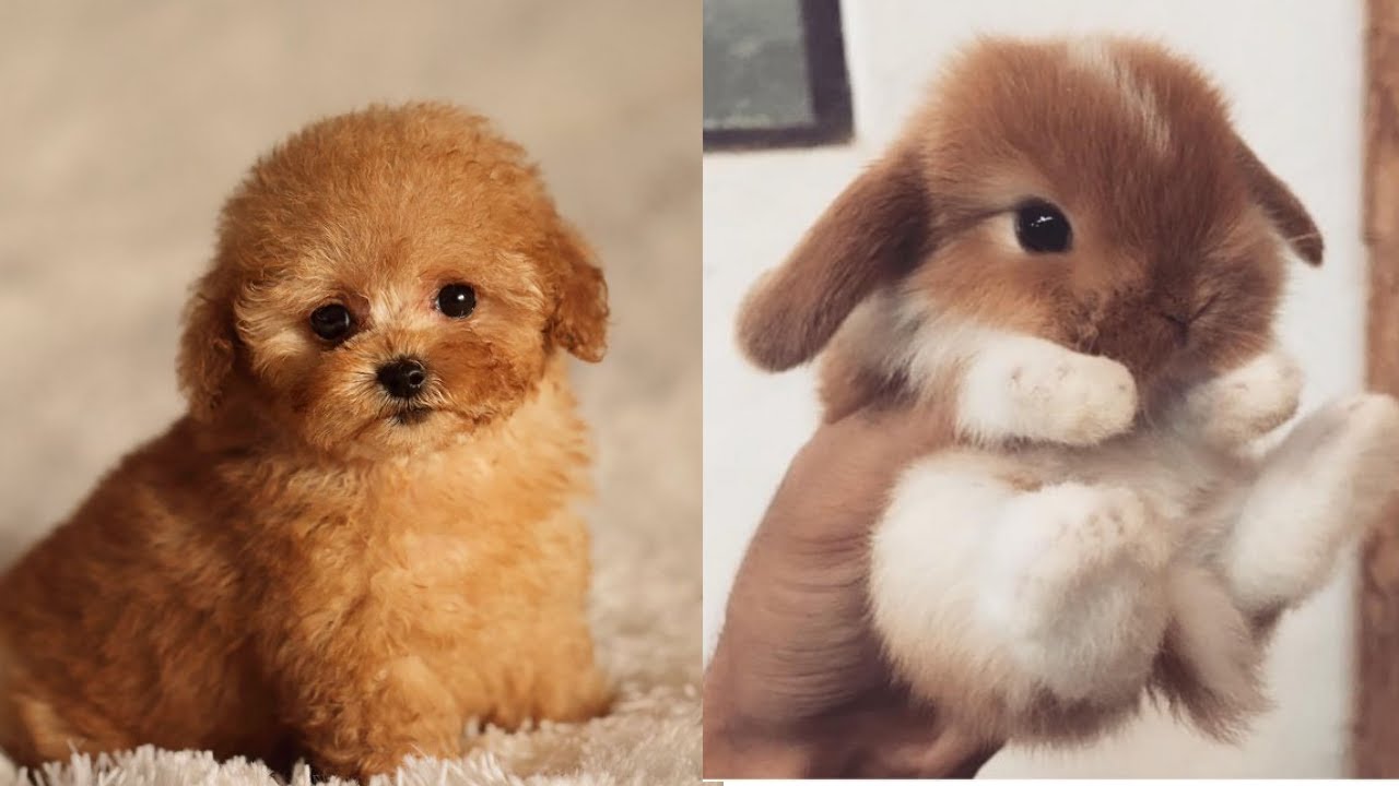 Cute Bunny And Cute puppy - YouTube