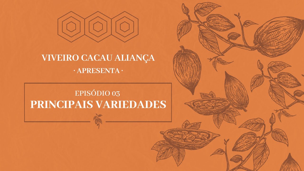 Principais variedades de cacau - YouTube