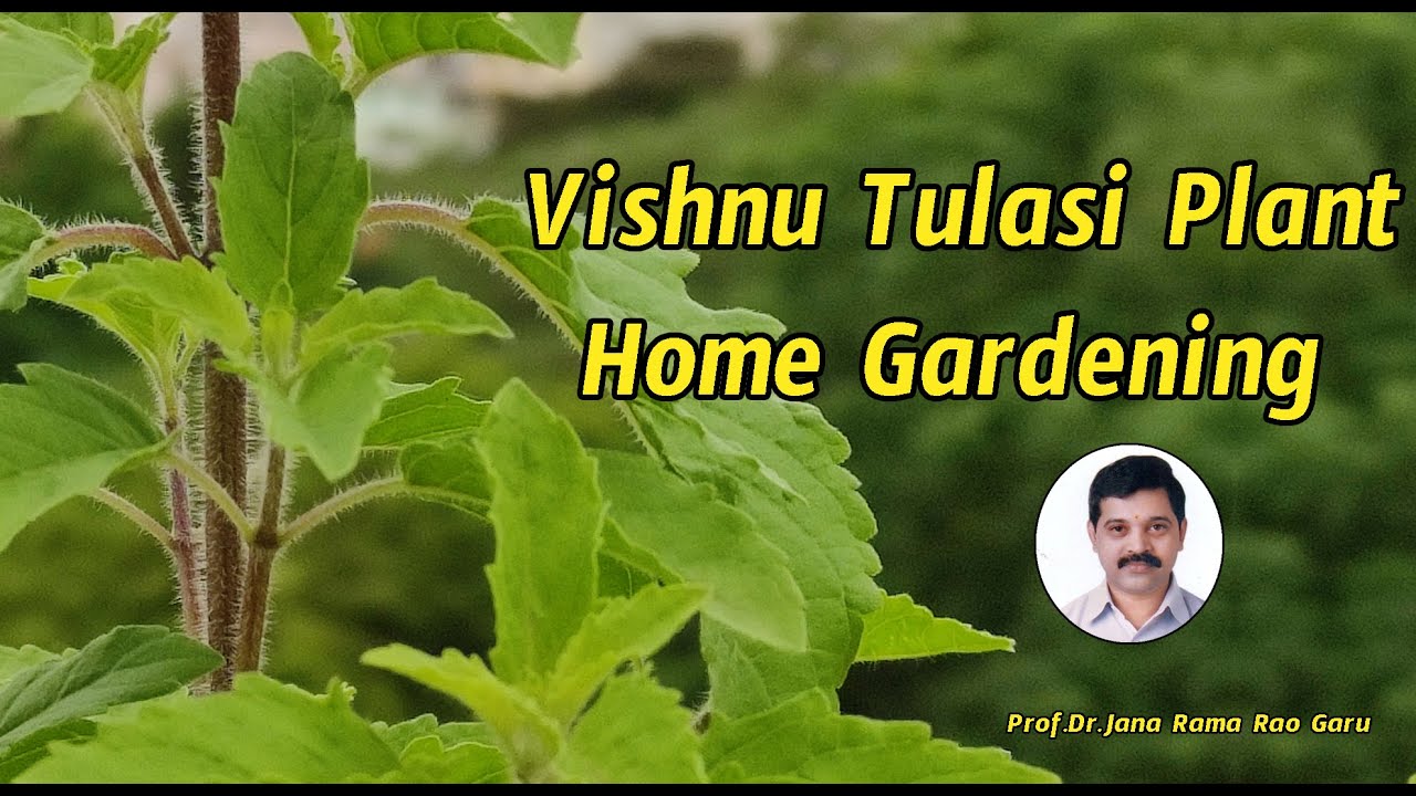 Vishnu Tulasi Plant - Home Gardening || By Prof.Dr.Jana Rama Rao Garu ...