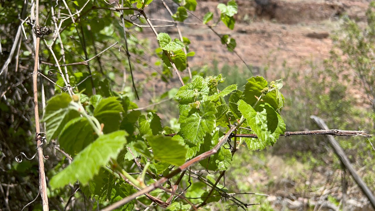 AZ Plant Reviews: Arizona Grape (Vitis arizonica) - YouTube