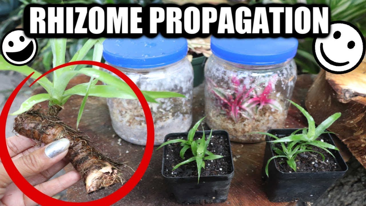 How To Propagate Rhizome Plants