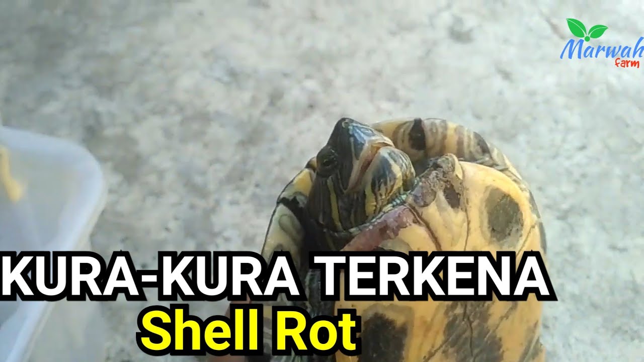 #83 Kura-kura Terkena Shell Rot | Marwah Klaten - YouTube