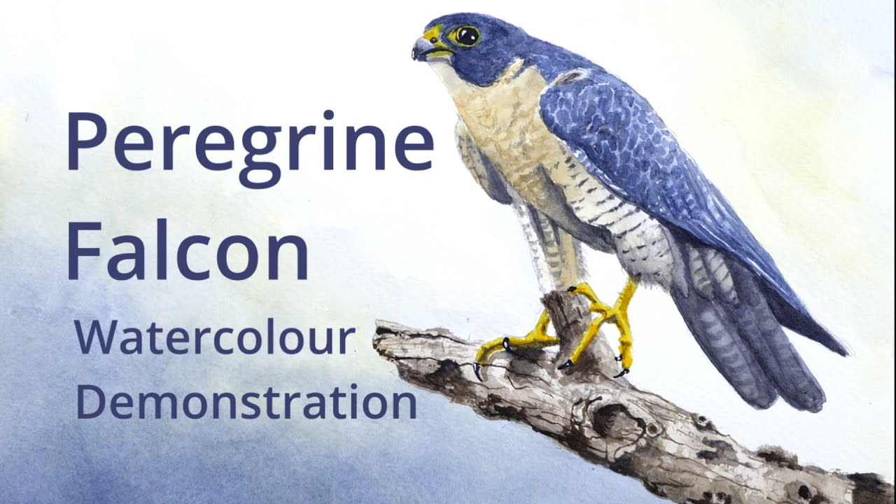 How to paint a Peregrine Falcon - Watercolour painting demonstration ...