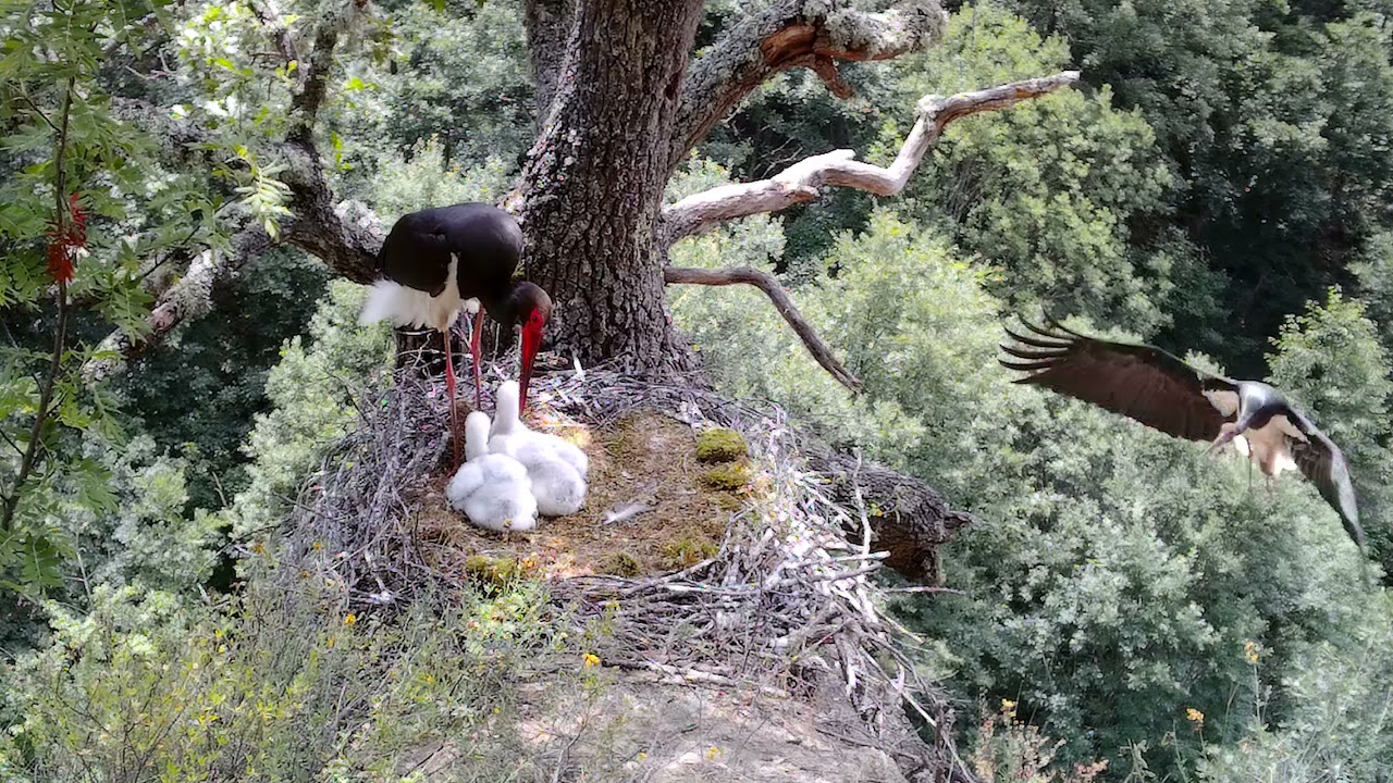 Black stork call and feeding its babies! - YouTube