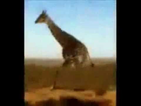 Girafa de duas patas correndo