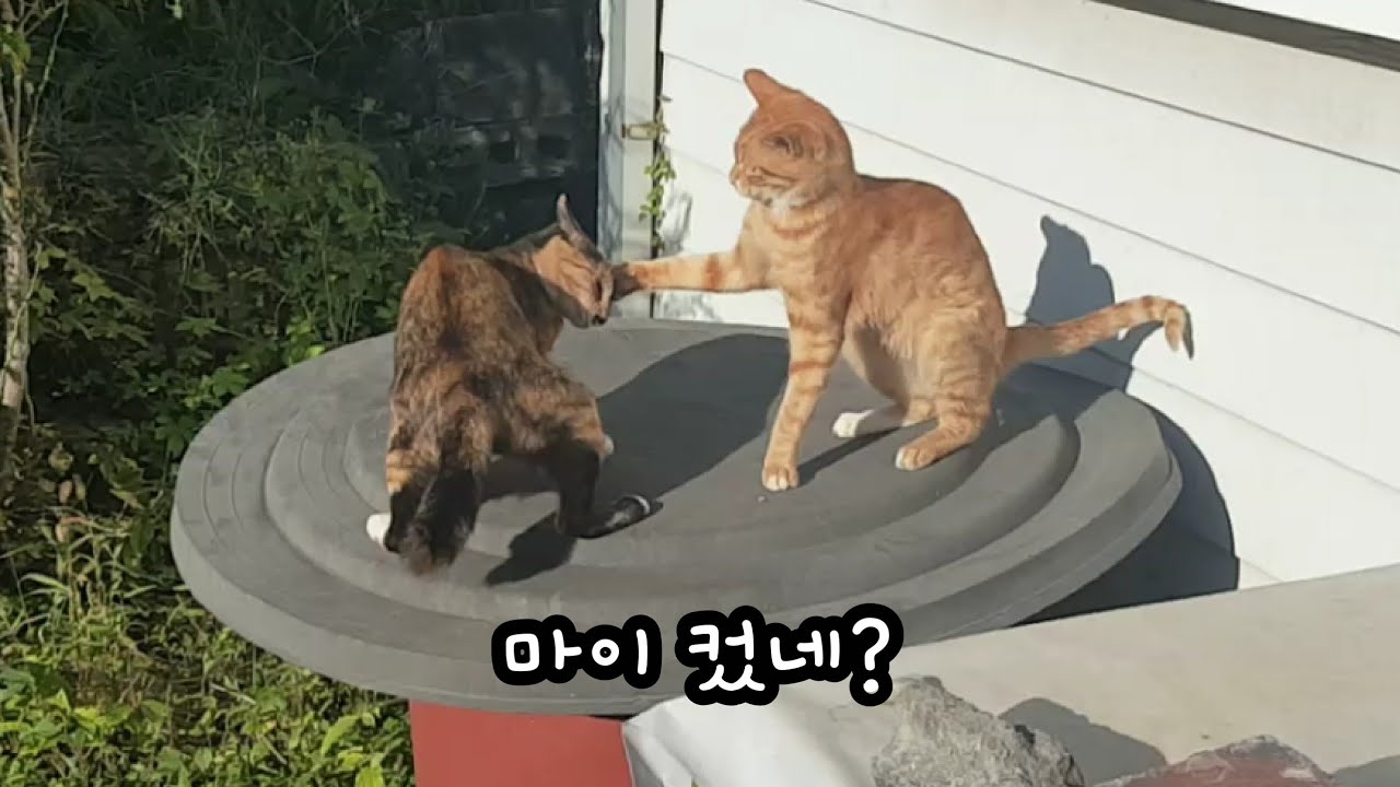 맨날 얻어맞고 다니다가 신분 상승한 고양이.. A cat that has always been beaten up and has ...