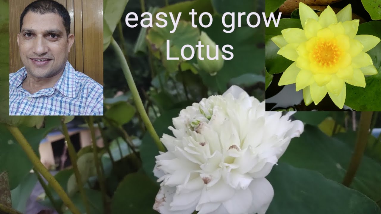 Lotus plant # Lotus in container # easy to grow Lotus plant # Jayda din ...