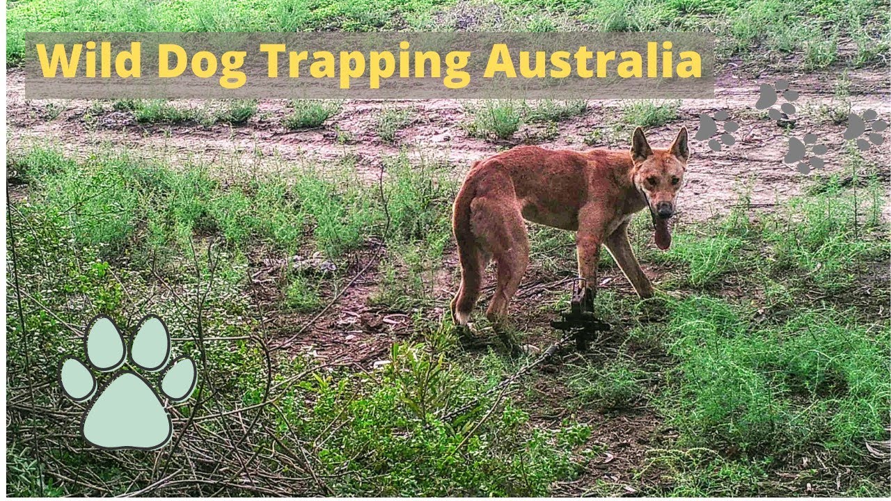 Setting Dog Traps - YouTube