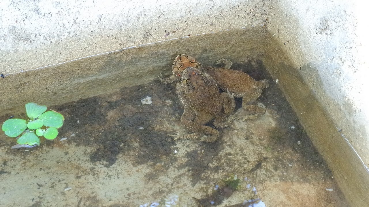 Collections Toad Video Swimming In Pool, Many Toad Videos, Nrrmooom ...