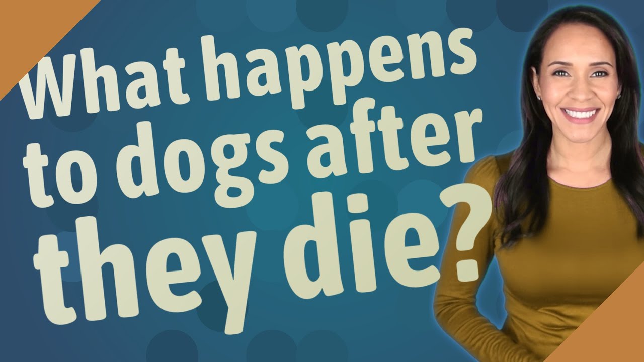 What Happens To Dogs After They Die YouTube what-happens-to-dogs-after-they-die-youtube