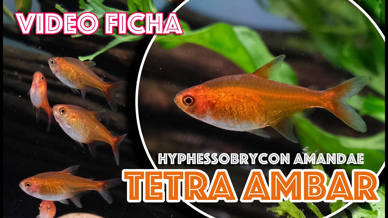 Video ficha Hyphessobrycon amandae Tetra ambar - YouTube