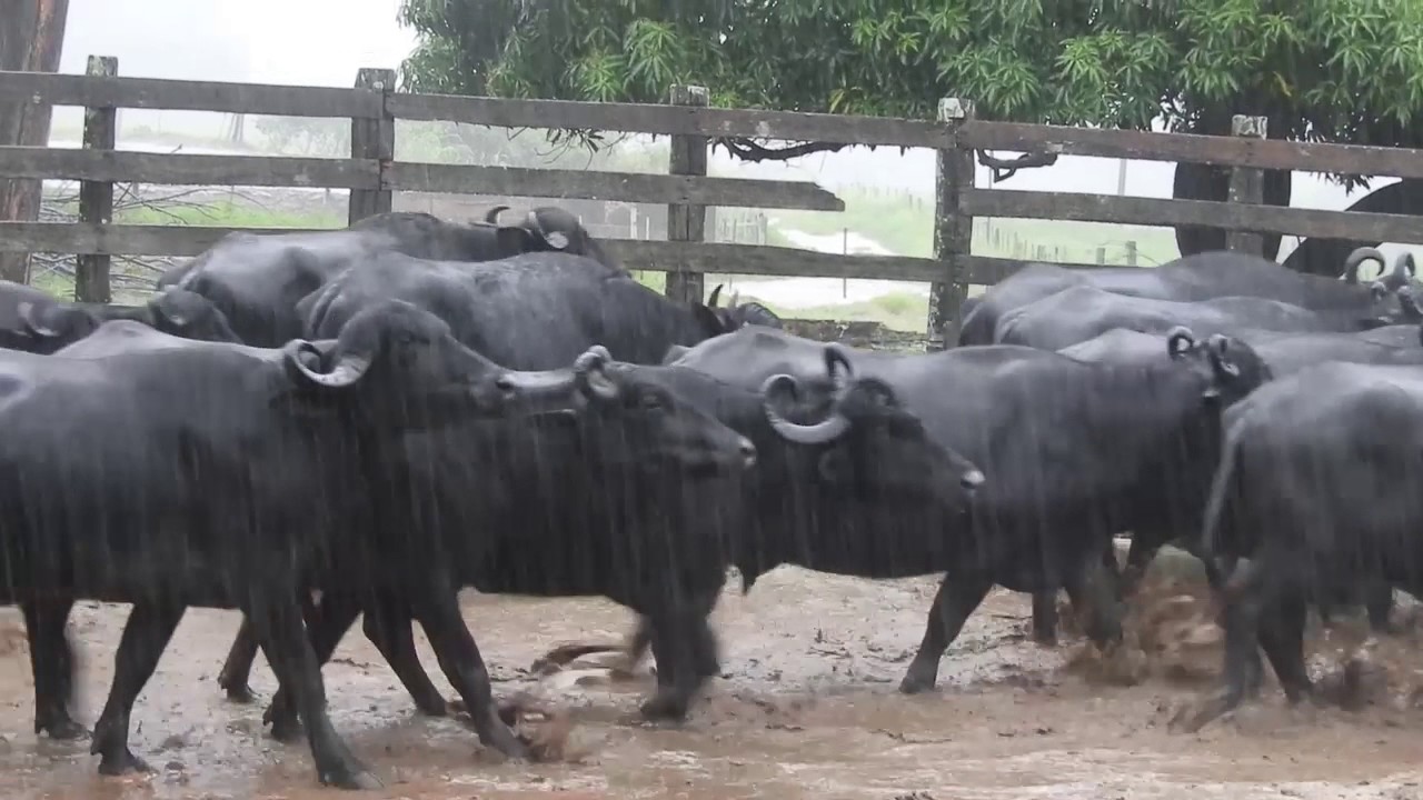 Bufalas - YouTube