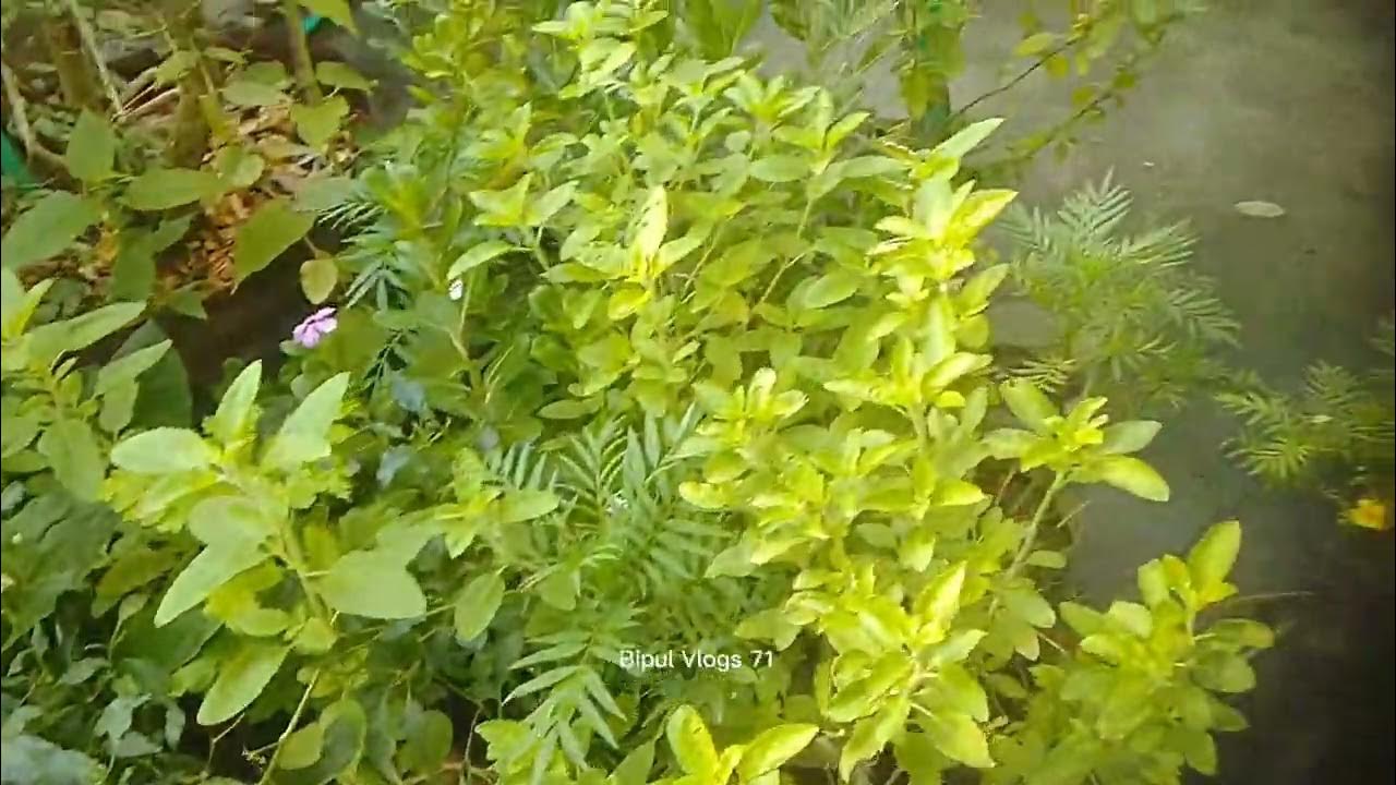 ছাদ বাগানের পেয়ারাগুলো আর রক্ষা করা গেলনা-Bipul Vlogs 71 - YouTube