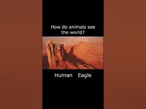 How do animals see the world? #facts #animals #science - YouTube