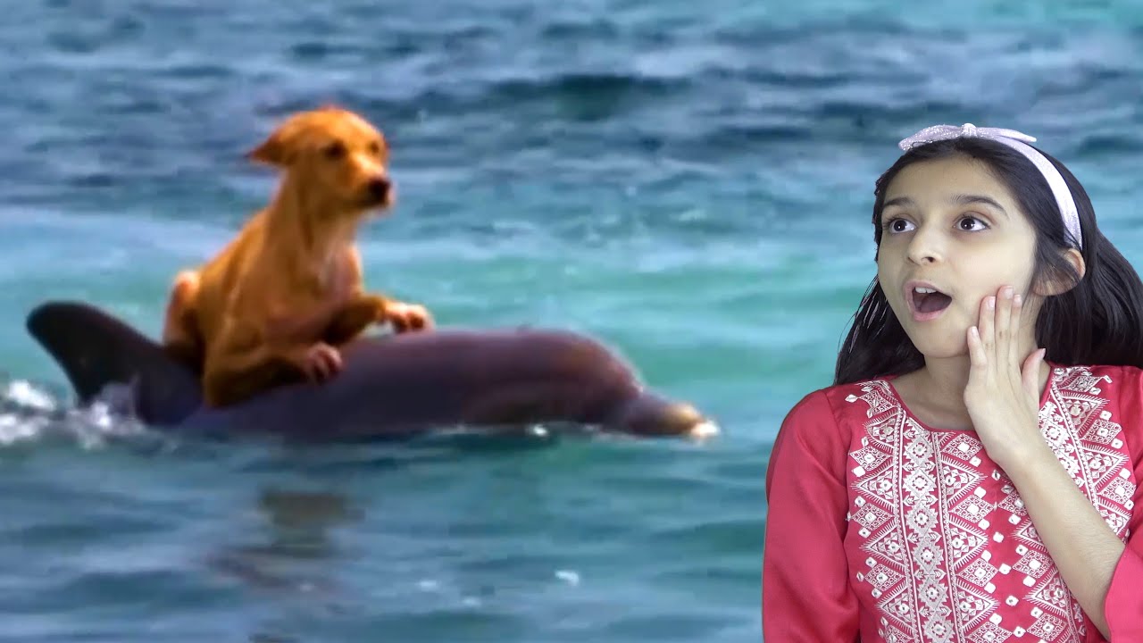 Animals Are Definitely Smarter & Kind-Hearted Than Humans. - YouTube