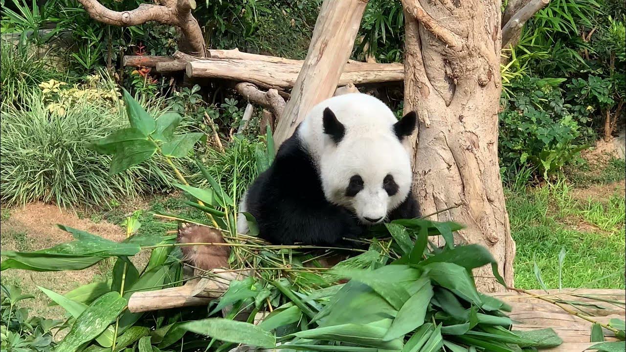 4K #香港海洋公園 #熊貓館 食竹葉開餐 盈盈 樂樂 #2021 Hong Kong Ocean Park #Panda having ...