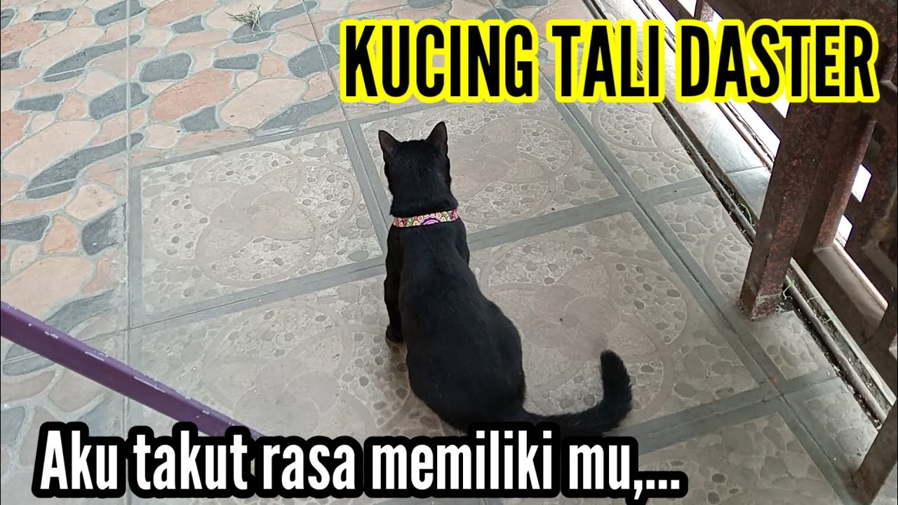KUCING HITAM KUCING TALI DASTER gaess - YouTube