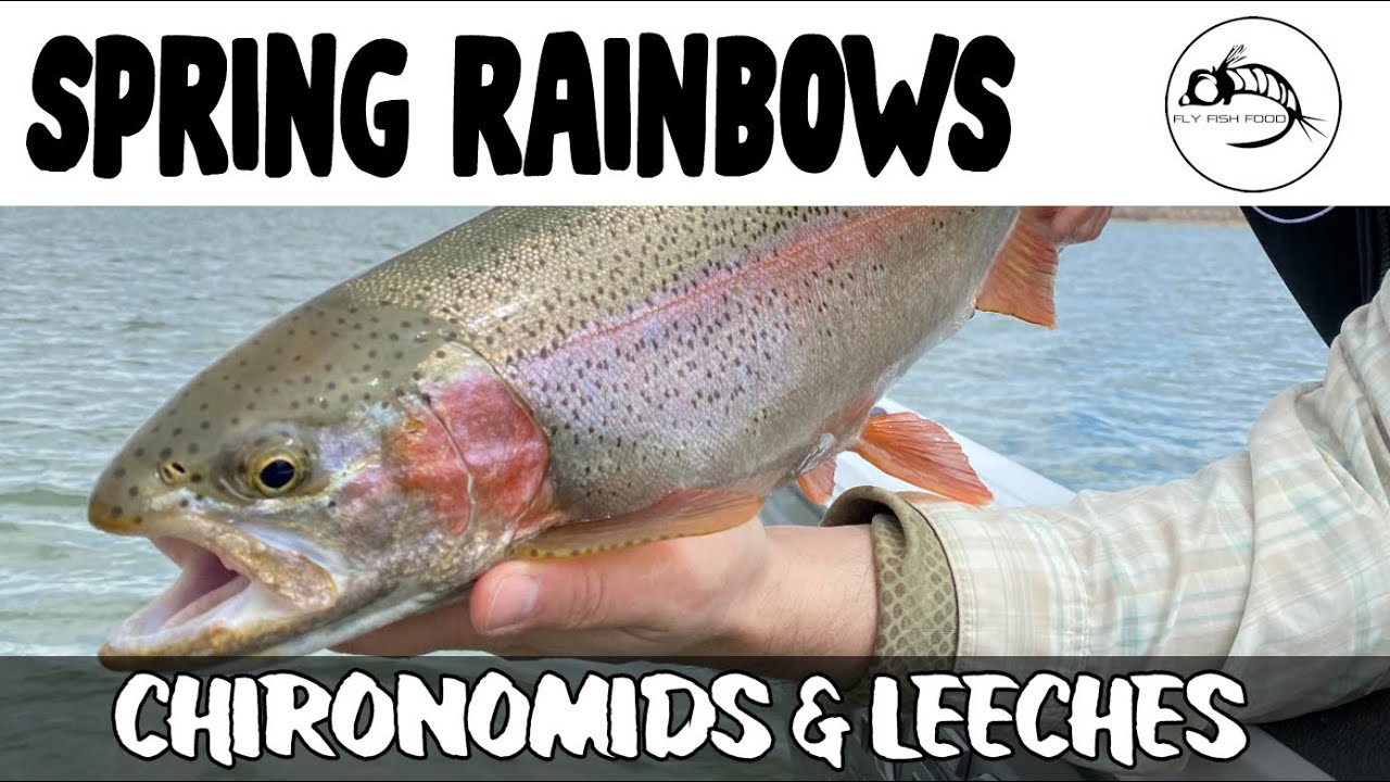 Fly Fishing: Spring Rainbow Trout: Chironomids and Leeches - YouTube